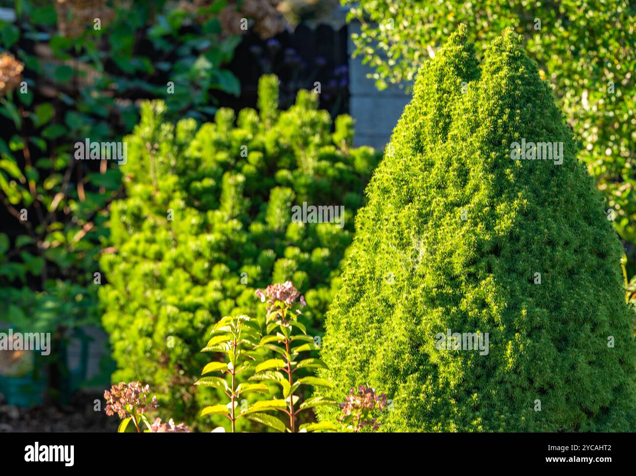 A vibrant garden features neatly shaped green shrubs basking in bright ...