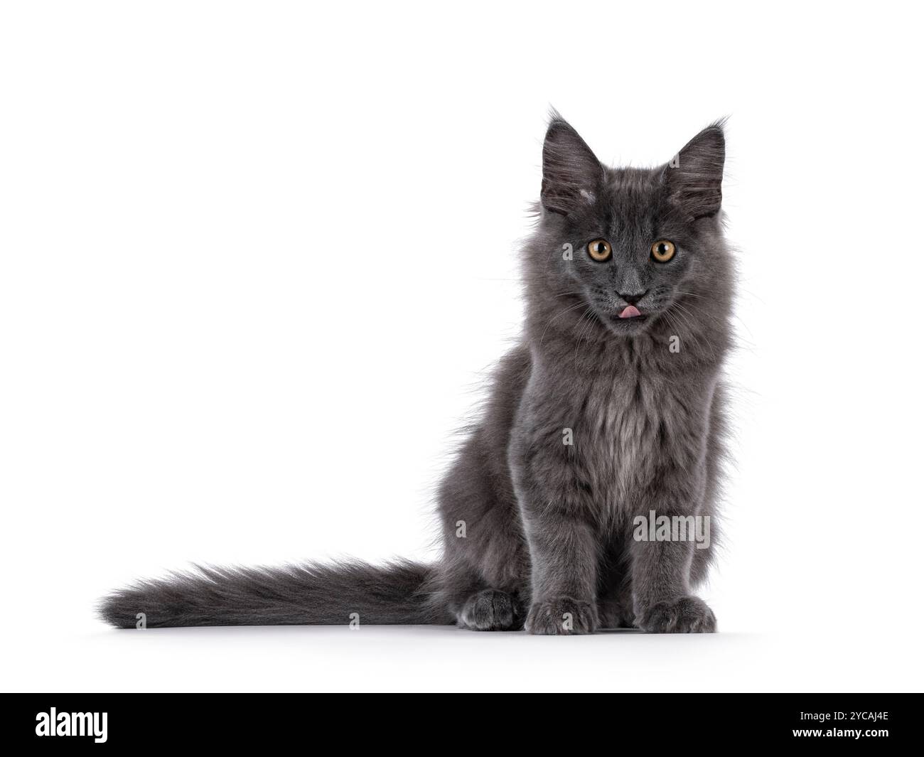 Majestic solid blue Maine Coon cat kitten, sitting up facing front ...