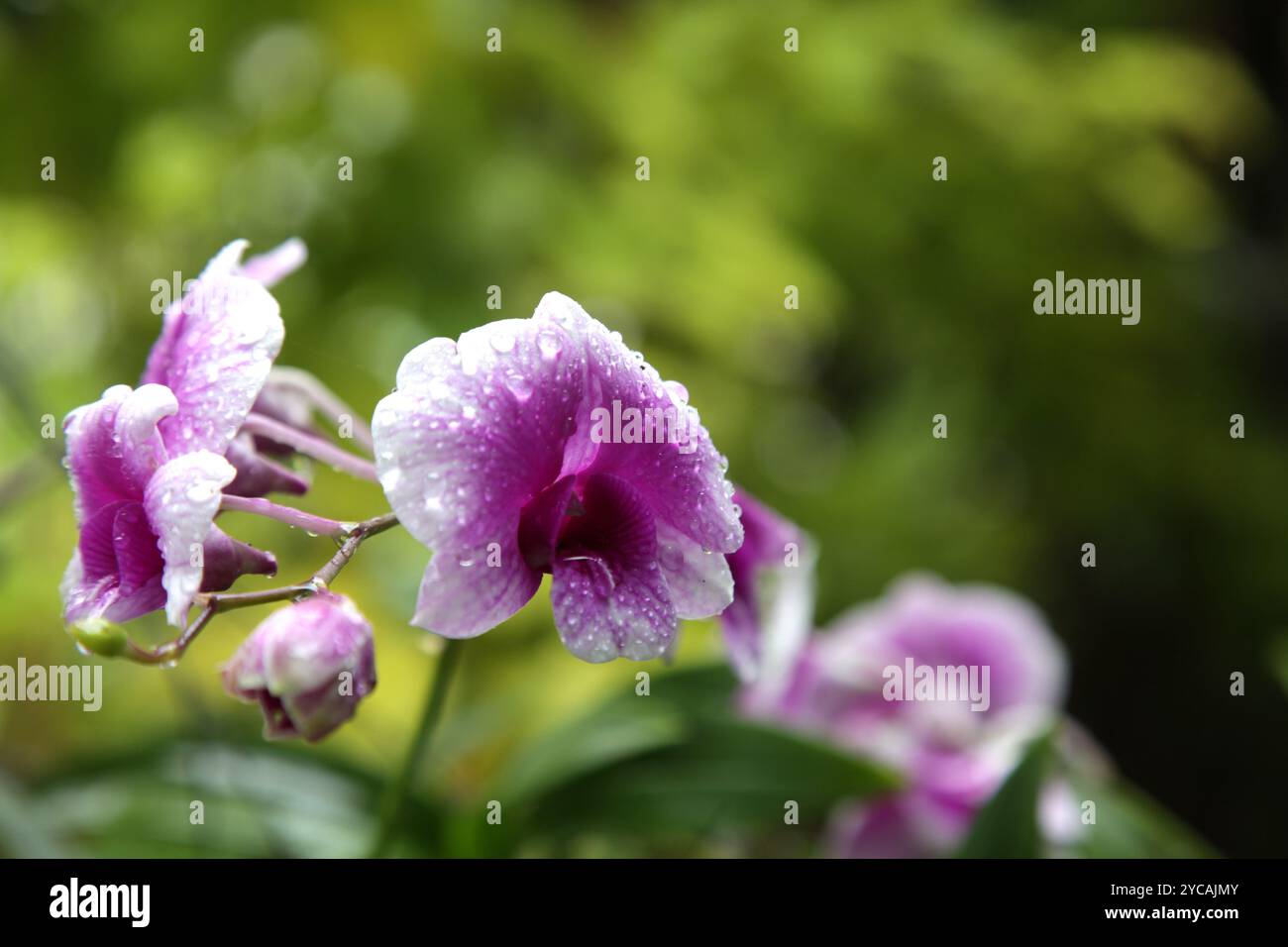 Dendrobium orchid blooming on branch with drop of water after rain in ...