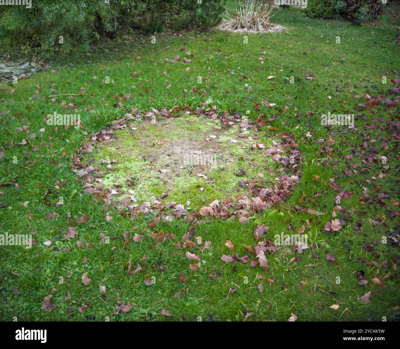 a damaged lawn after inflatable pool removal, autumn outdoor shot Stock ...