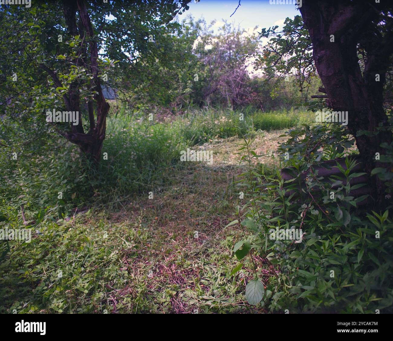 trimming a path in overgrown garden, summer day shot without people ...
