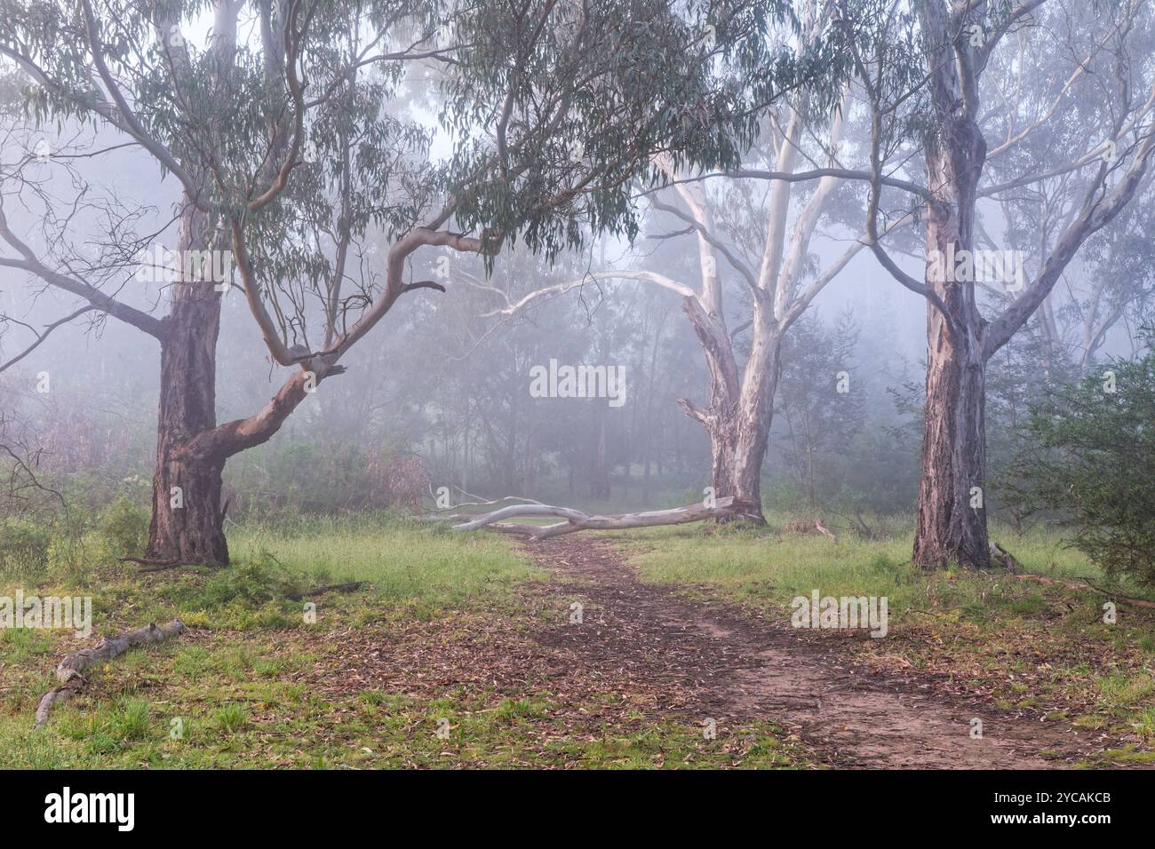 Morning mist eucalyptus trees hi-res stock photography and images - Alamy