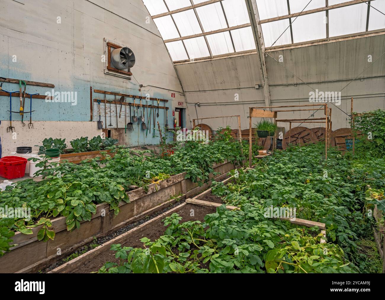 Interior of an Arctic community greenhouse in Inuvik, Northwest ...