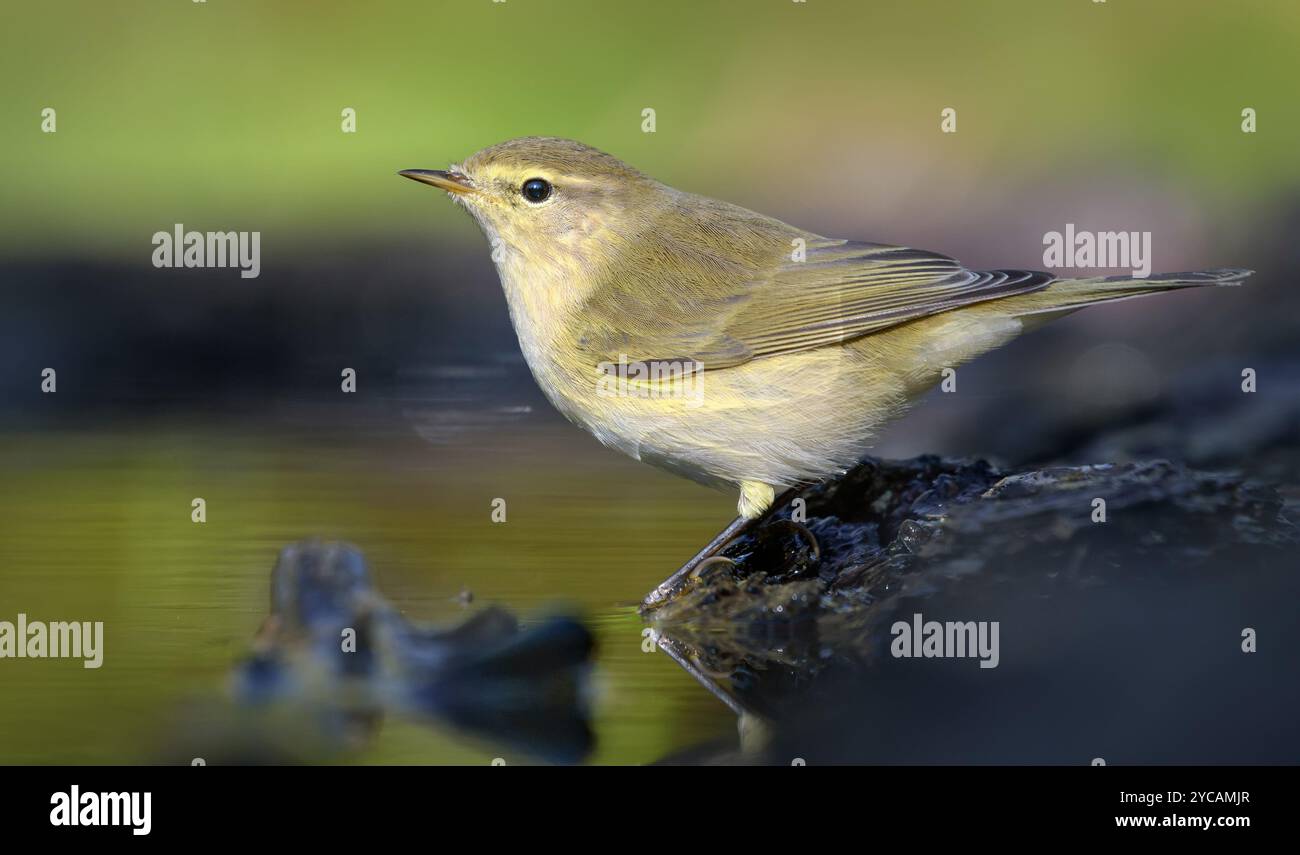 Lovely Common chiffchaff (Phylloscopus collybita) looking bright in ...
