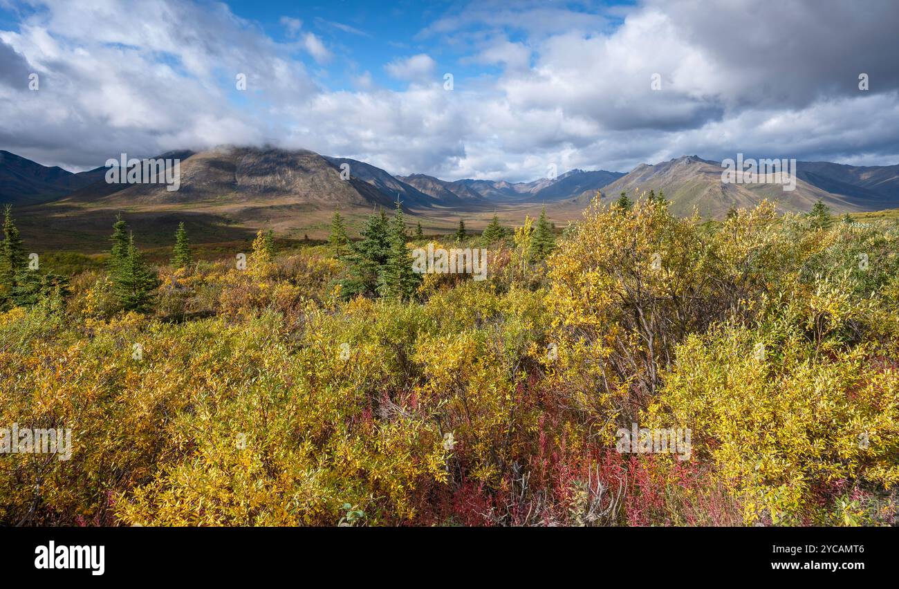 Fall vegetation at the North Fork Pass in Tombstone Territorial Park ...