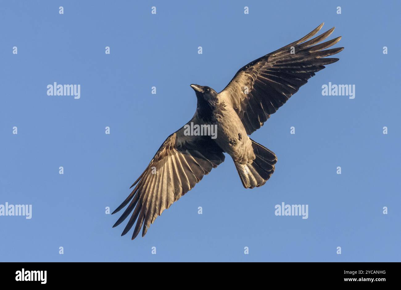 Daring Hooded Crow (Corvus corone cornix) flies around in blue sky with ...