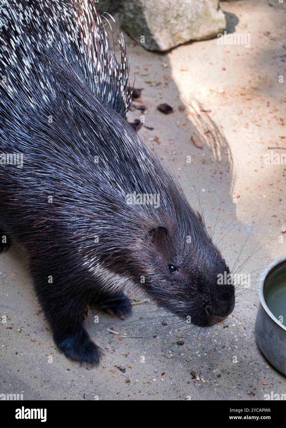 African Crested Porcupine close up Stock Photo - Alamy
