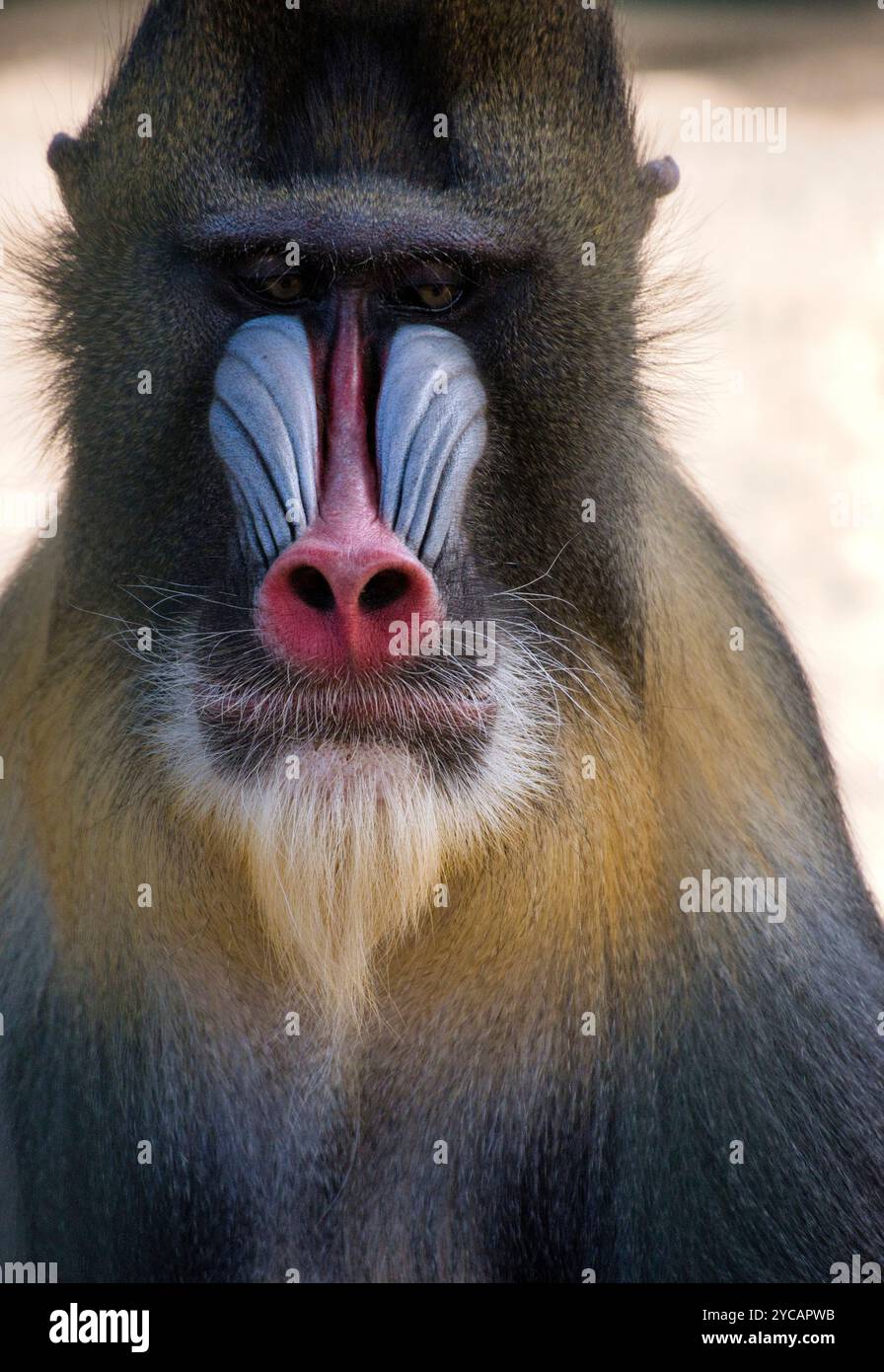 Close up Mandril monkey face Stock Photo - Alamy