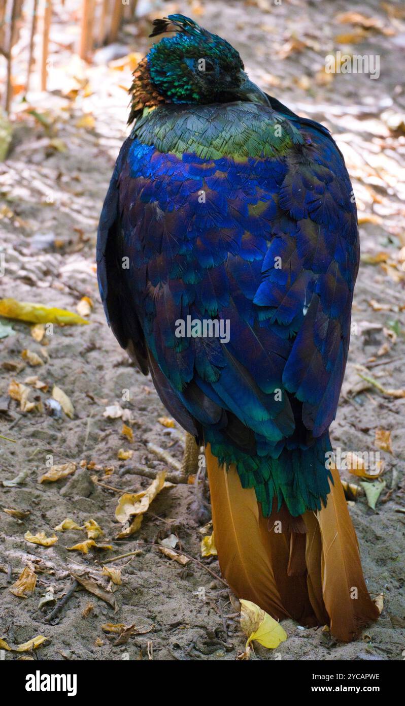 Himalayan monal: Lophophorus impejanus Stock Photo - Alamy