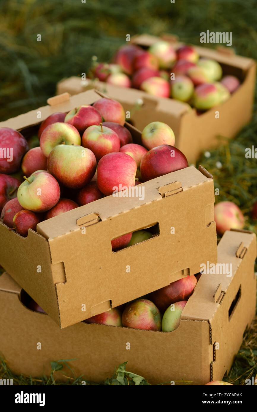 Red apples in cardboard boxes on the ground in an apple orchard Stock ...