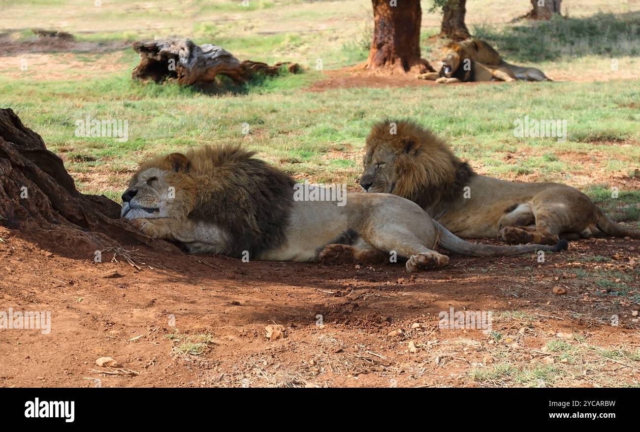 A flock of lions resting in the shade of trees in the midday heat Stock ...