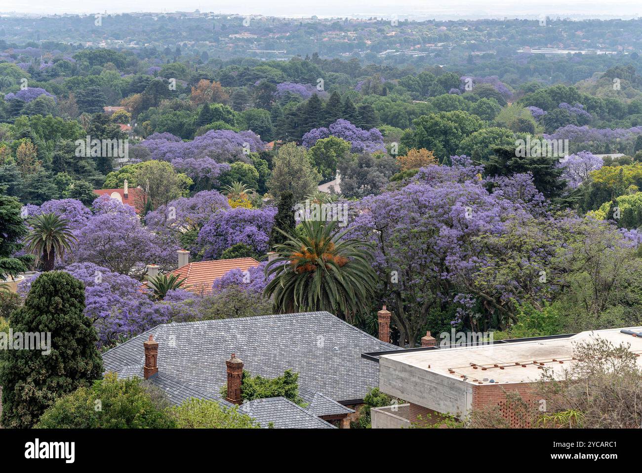 Johannesburg. 22nd Oct, 2024. This photo taken on Oct. 22, 2024 shows ...