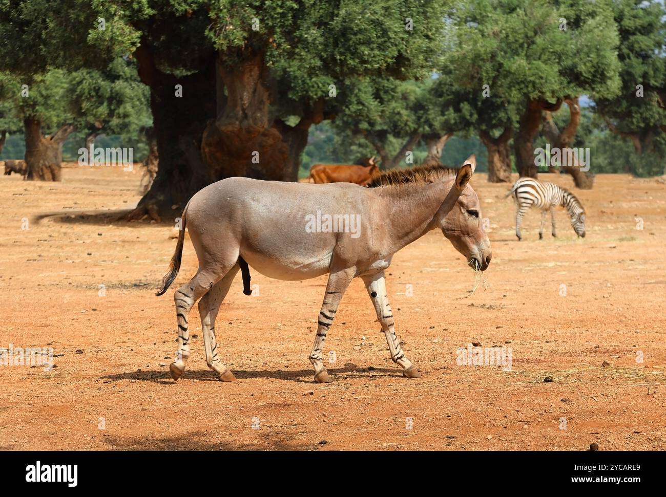 Zebroid male walk during the golden light time. A zebroid is the ...