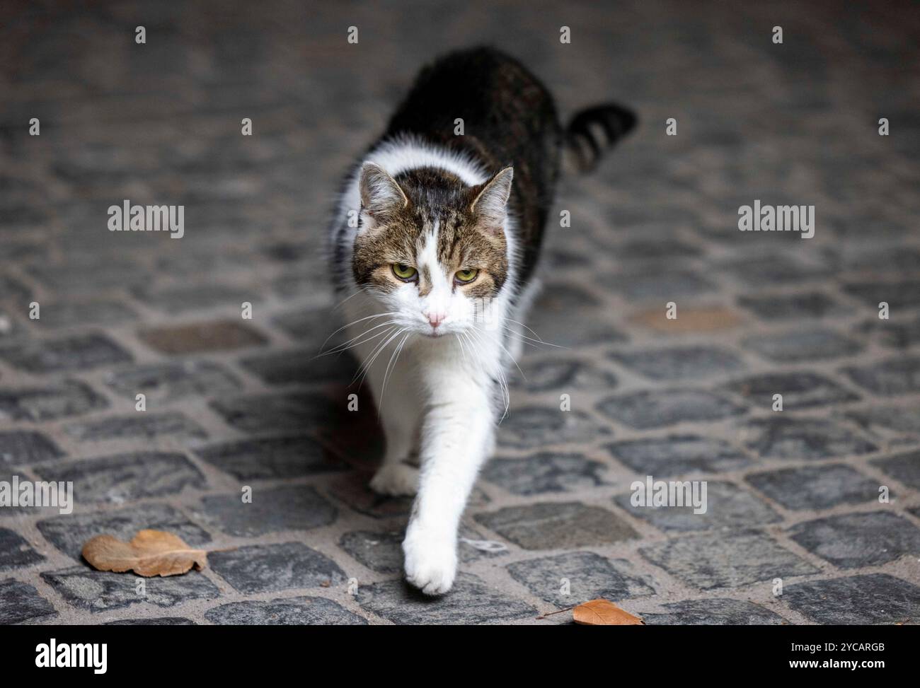 Larry the cat prince the kitten hi-res stock photography and images - Alamy