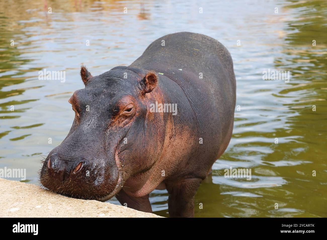 Huge hippo walking water hi-res stock photography and images - Alamy
