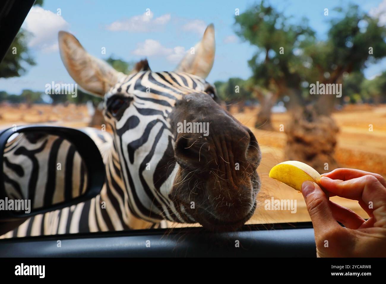 Zebra eats apple out of hand through open car window Stock Photo - Alamy