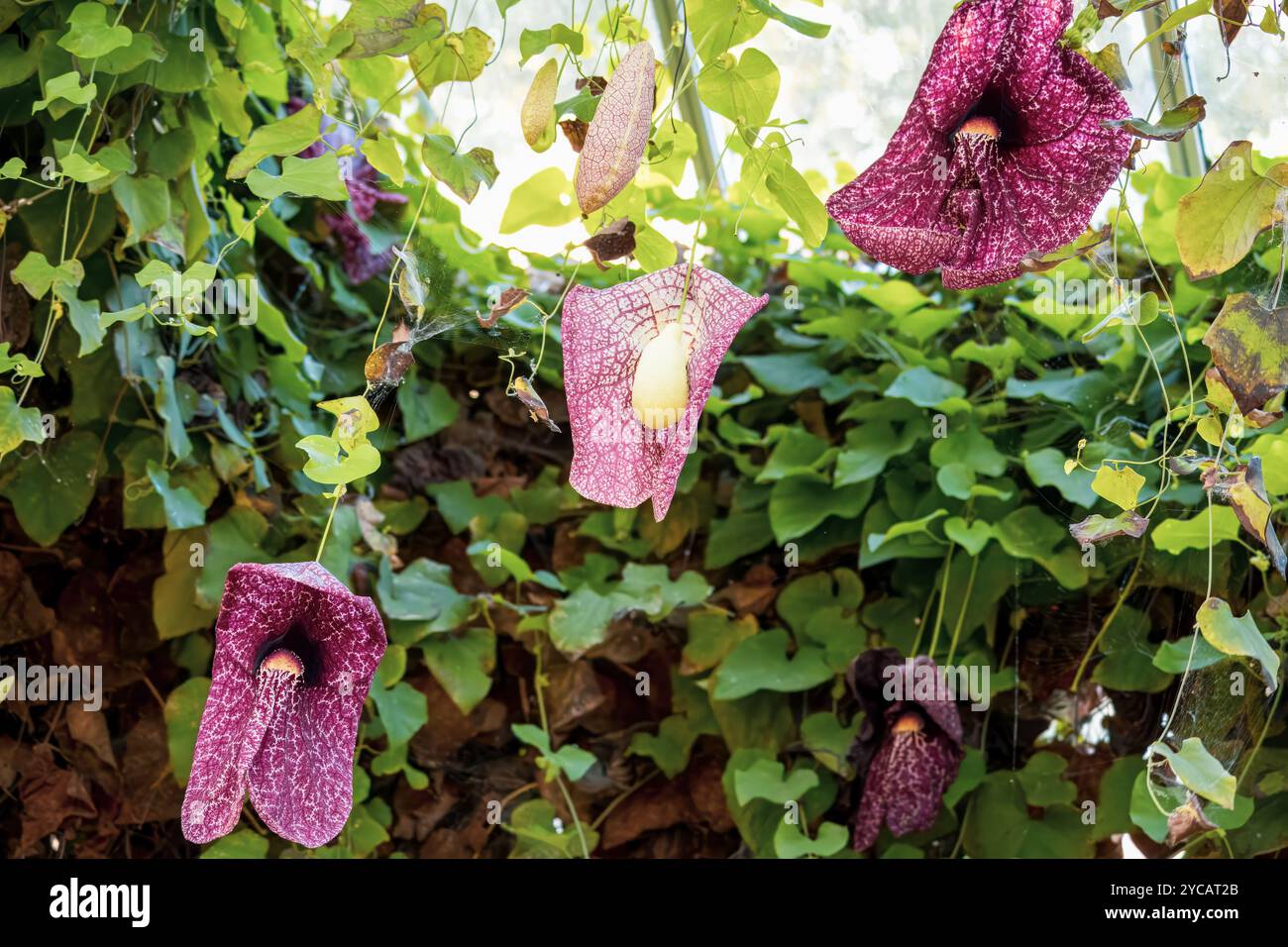 Intricate maroon shapes hi-res stock photography and images - Alamy