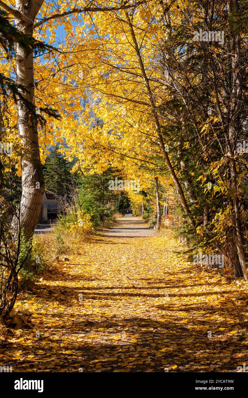 A tunnel of forest trees in autumn. Spur Line Trail, Canmore, Alberta ...