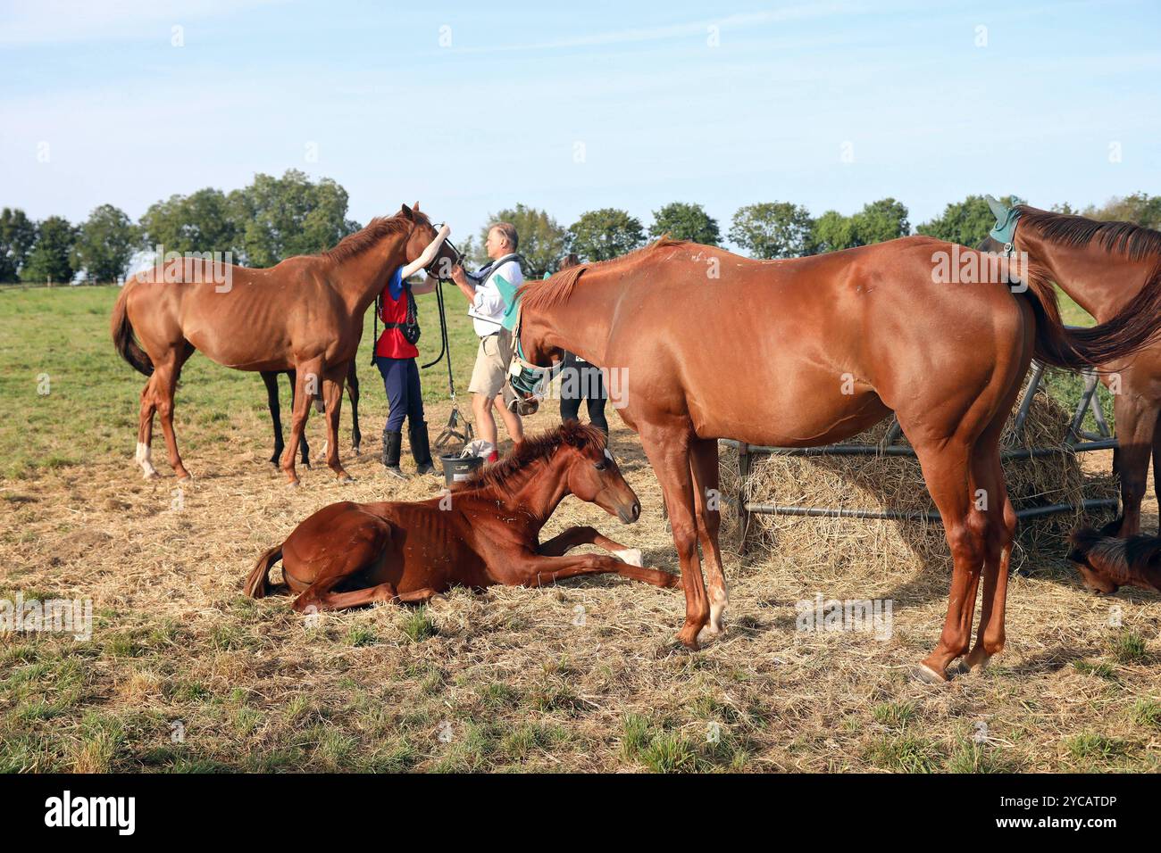 Schlafend auf gras hi-res stock photography and images - Alamy