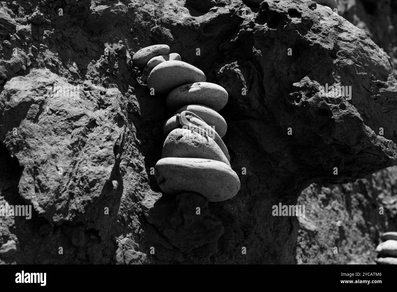A small lizard basking on a stack of smooth pebbles against the rugged ...
