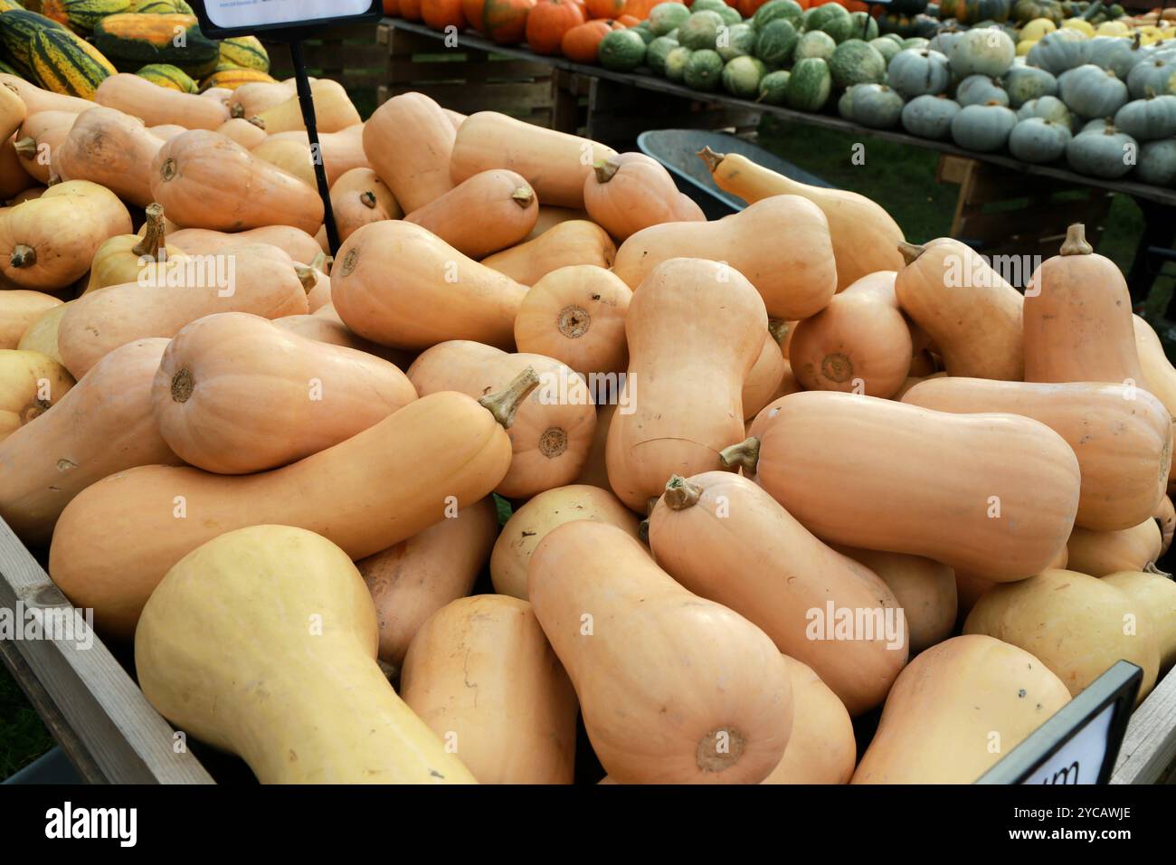 Squash vielfalt hi-res stock photography and images - Alamy