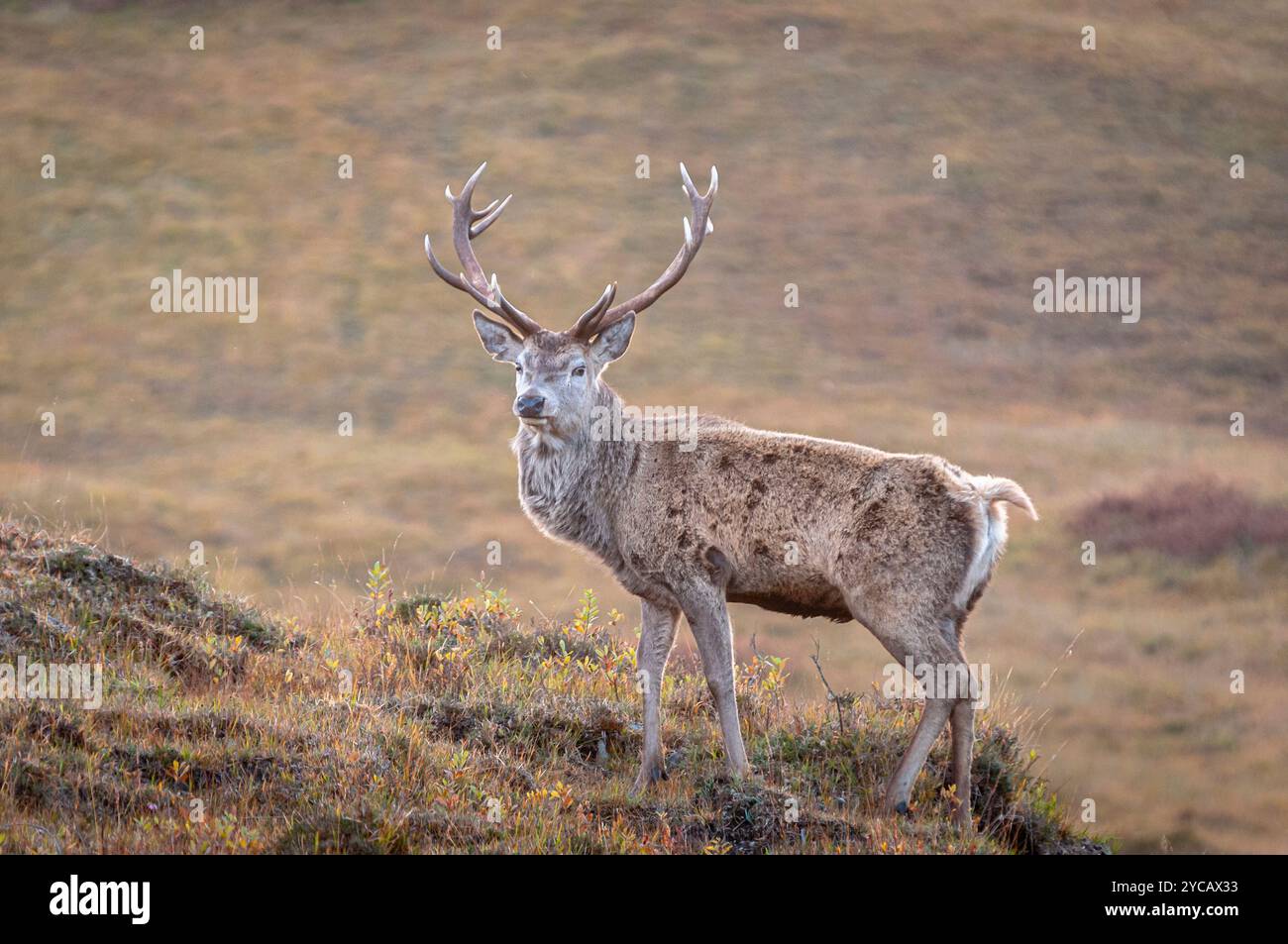 An autumnal close up HDR image of a Scottish Red Deer stag, Cervus ...