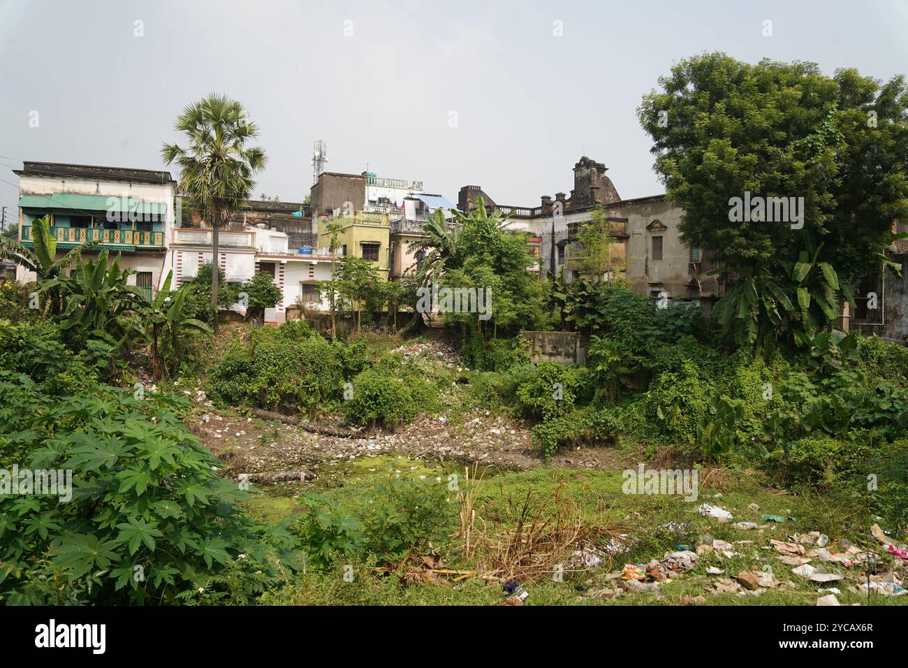 Pond the mango hi-res stock photography and images - Alamy