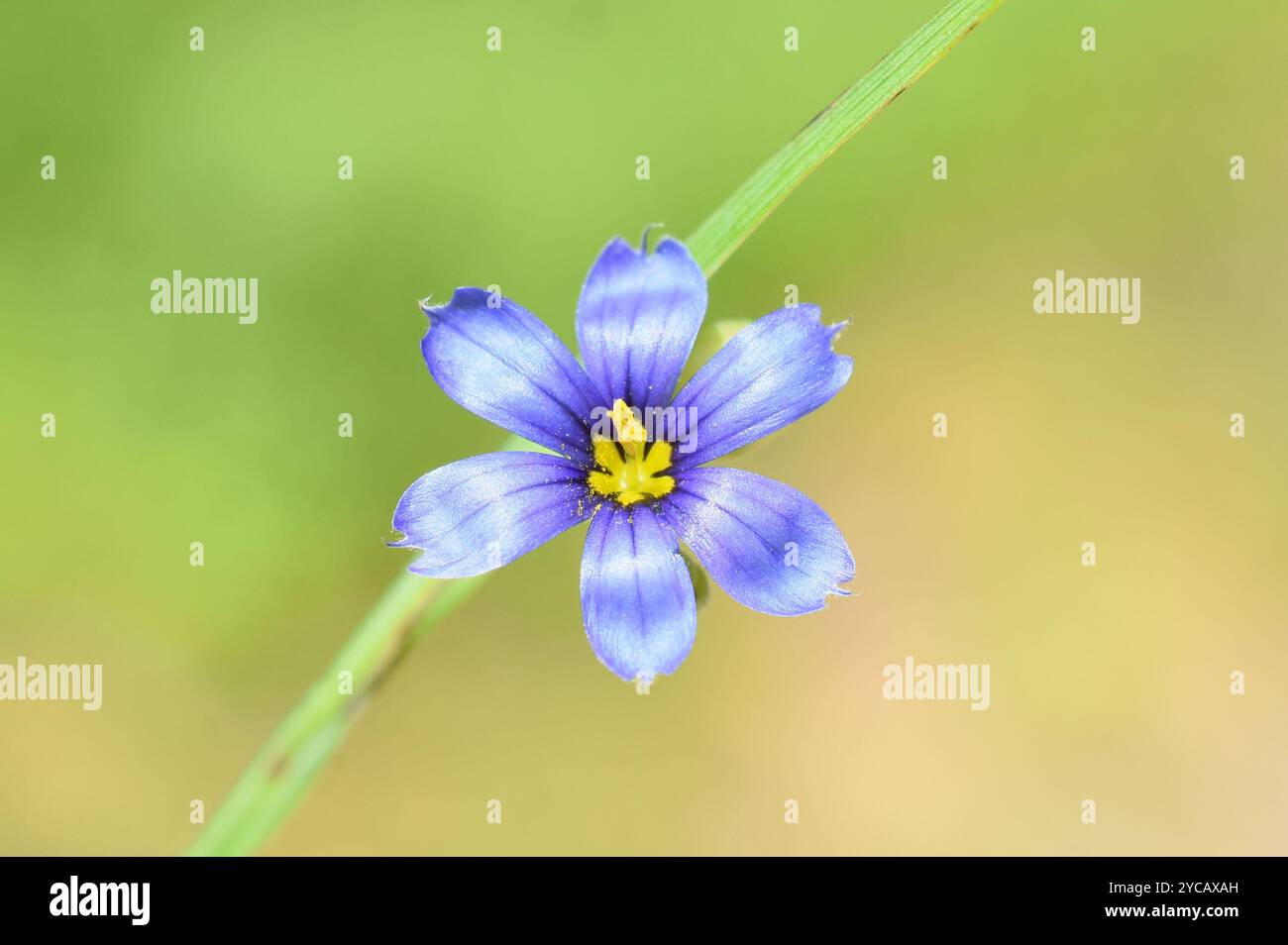 Close detail closeup flower hi-res stock photography and images - Alamy
