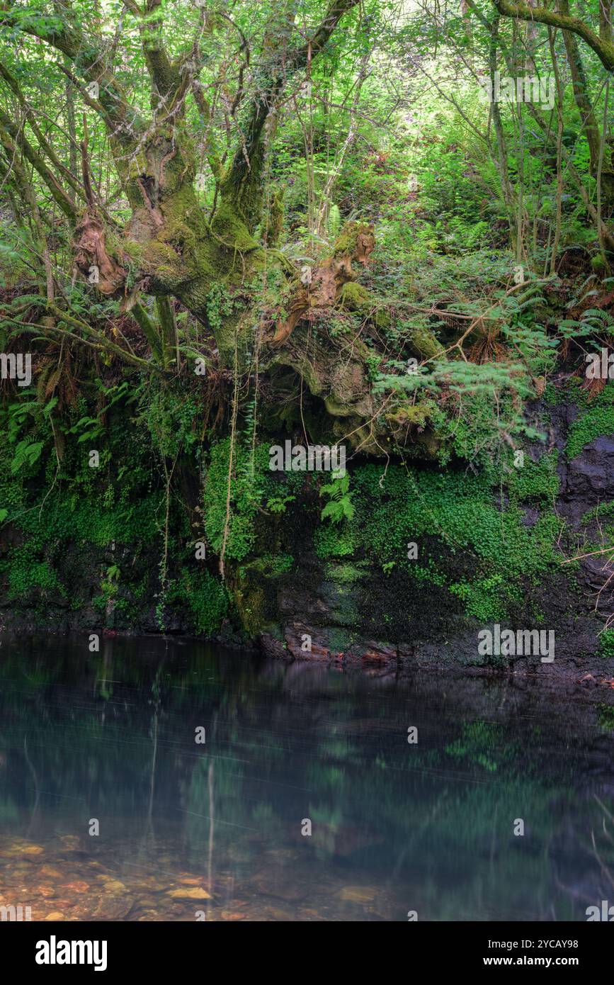 Mystical atmosphere in a quiet pool under a thousand year old oak tree ...