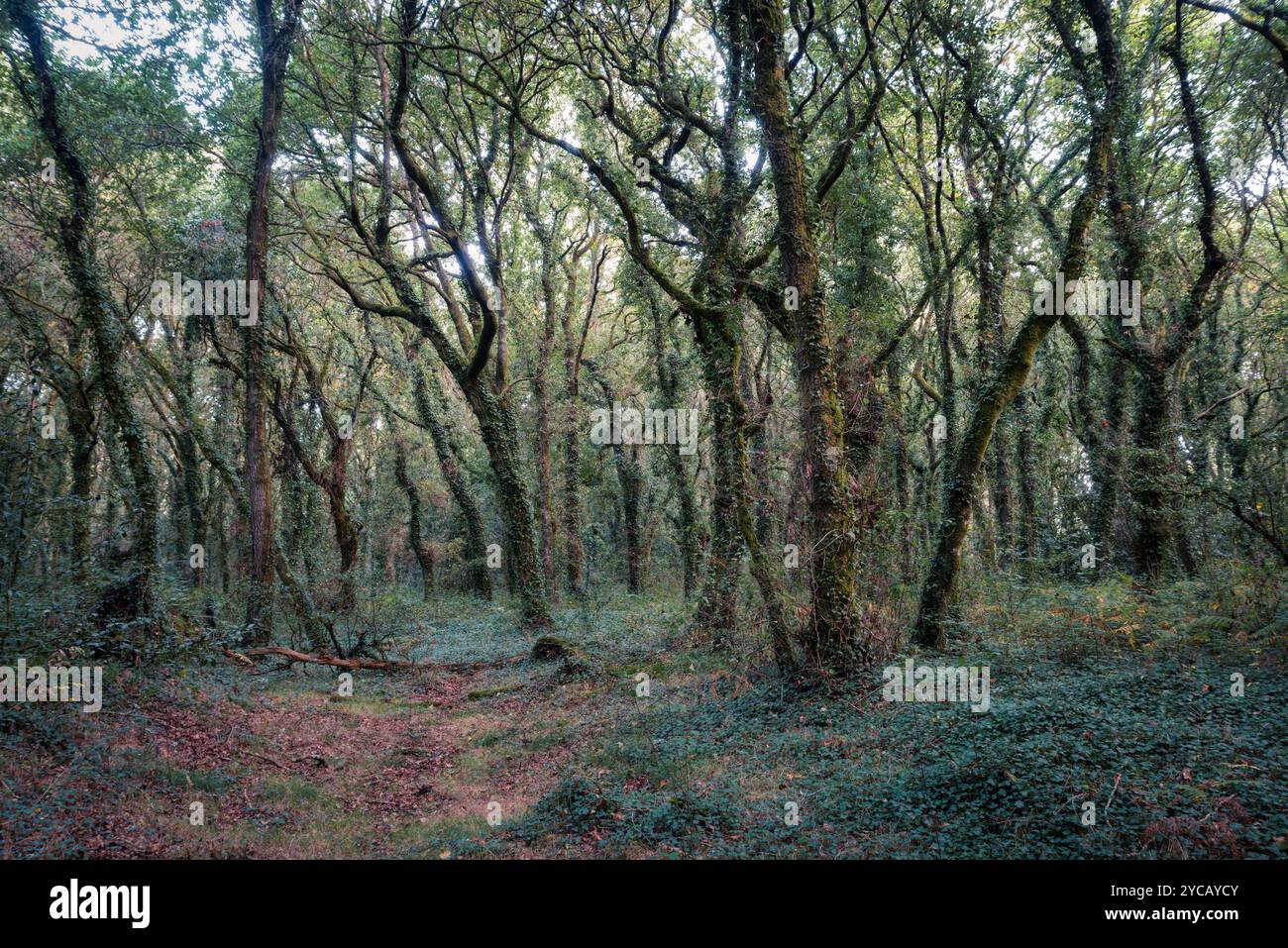 Stylized young oak trees covered with ivy in a suburban forest in Lugo ...