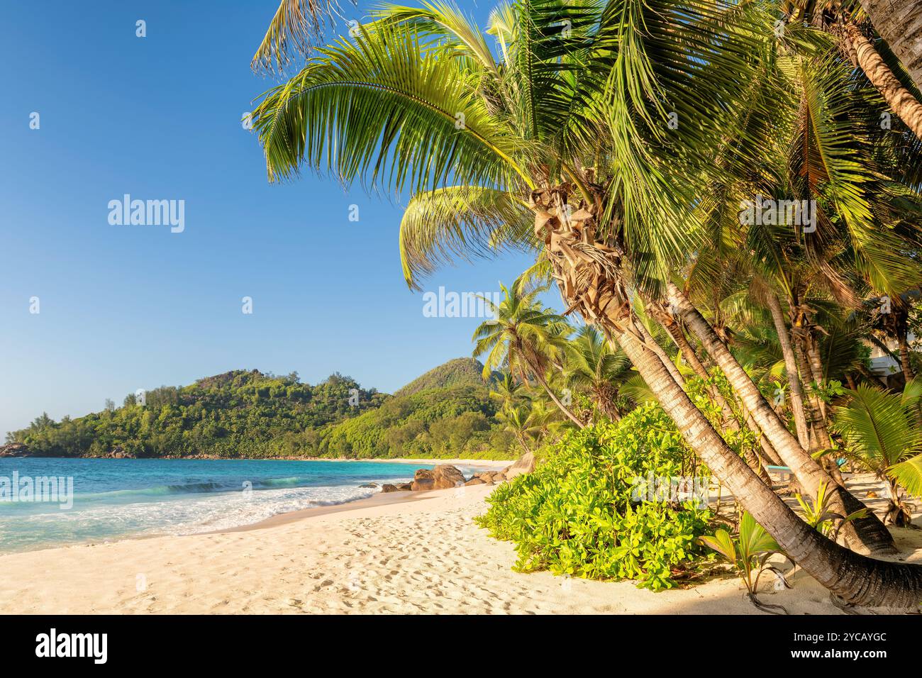 Palm trees sunset tropical hi-res stock photography and images - Alamy