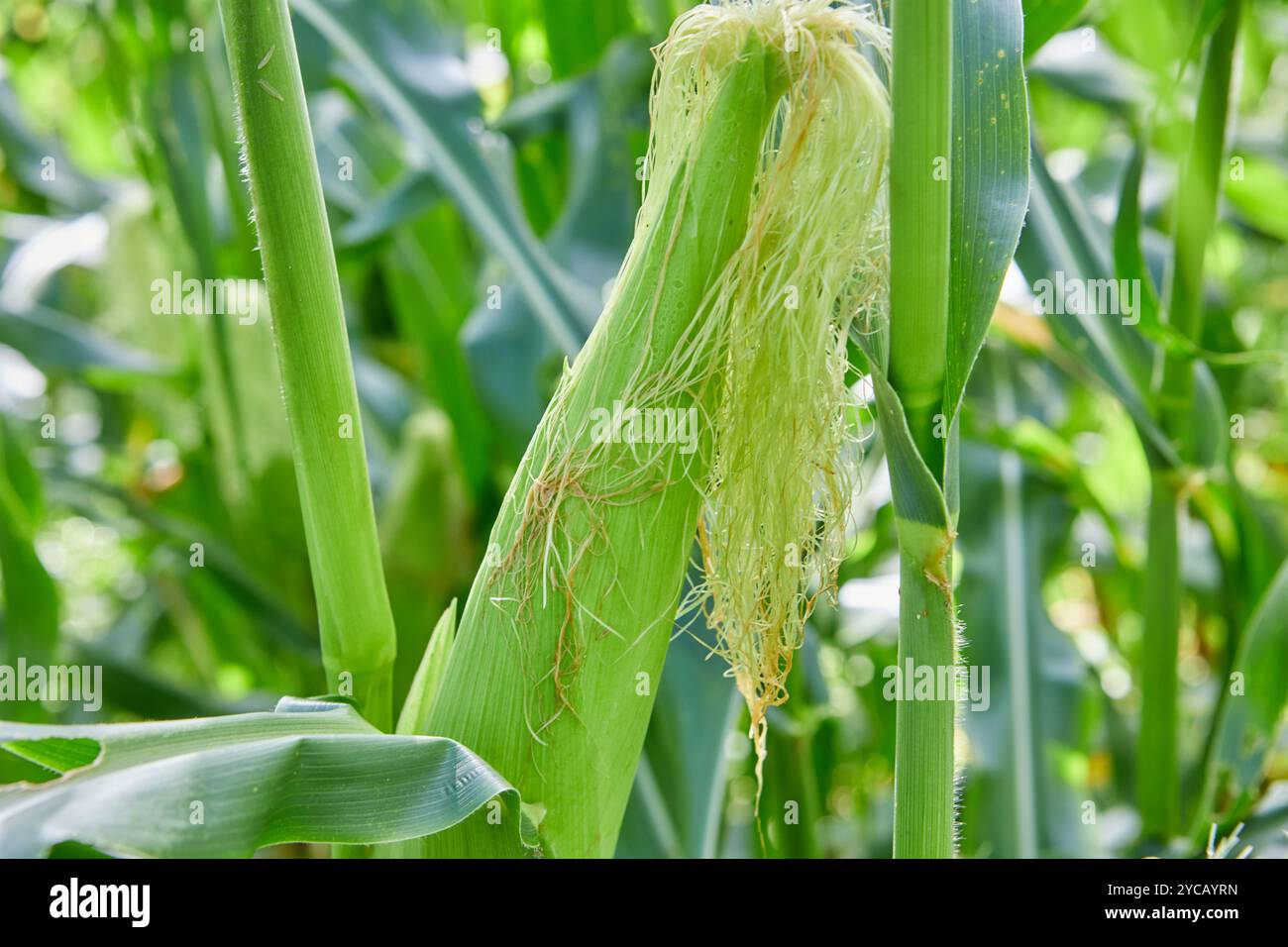 Agricultural field corn hi-res stock photography and images - Alamy