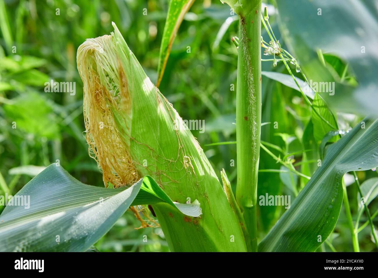 Agricultural field corn hi-res stock photography and images - Alamy