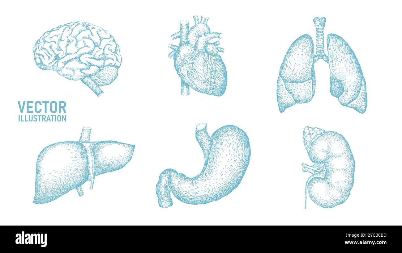 Human organ icon symbol medicine logo set. Lungs heart kidney liver ...