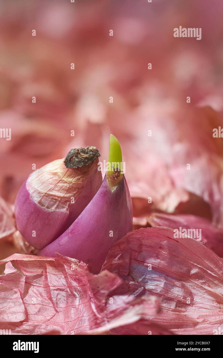 Purple onion vegetable sprouting hi-res stock photography and images ...