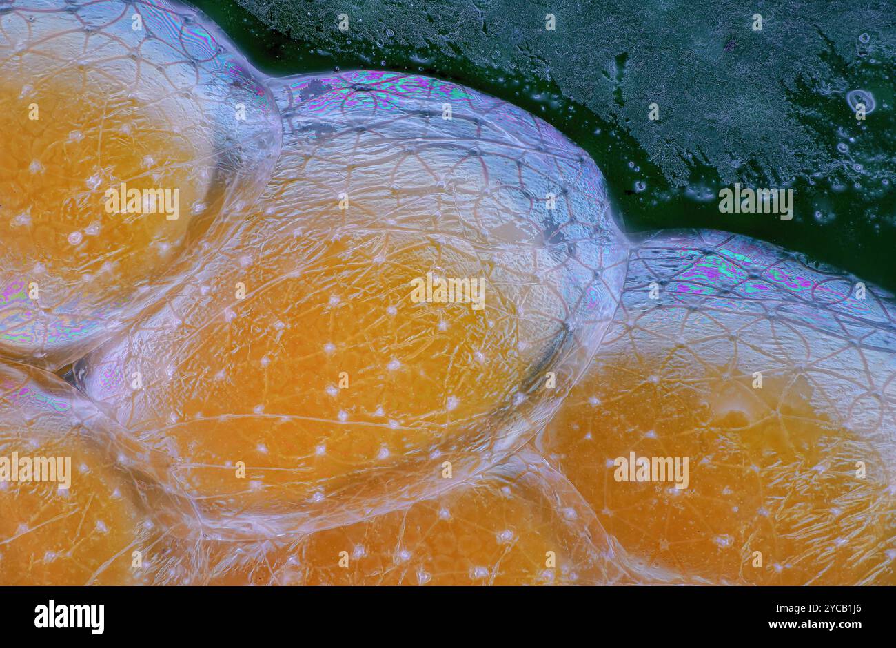 red-tufted moth larvae and eggs Stock Photo - Alamy