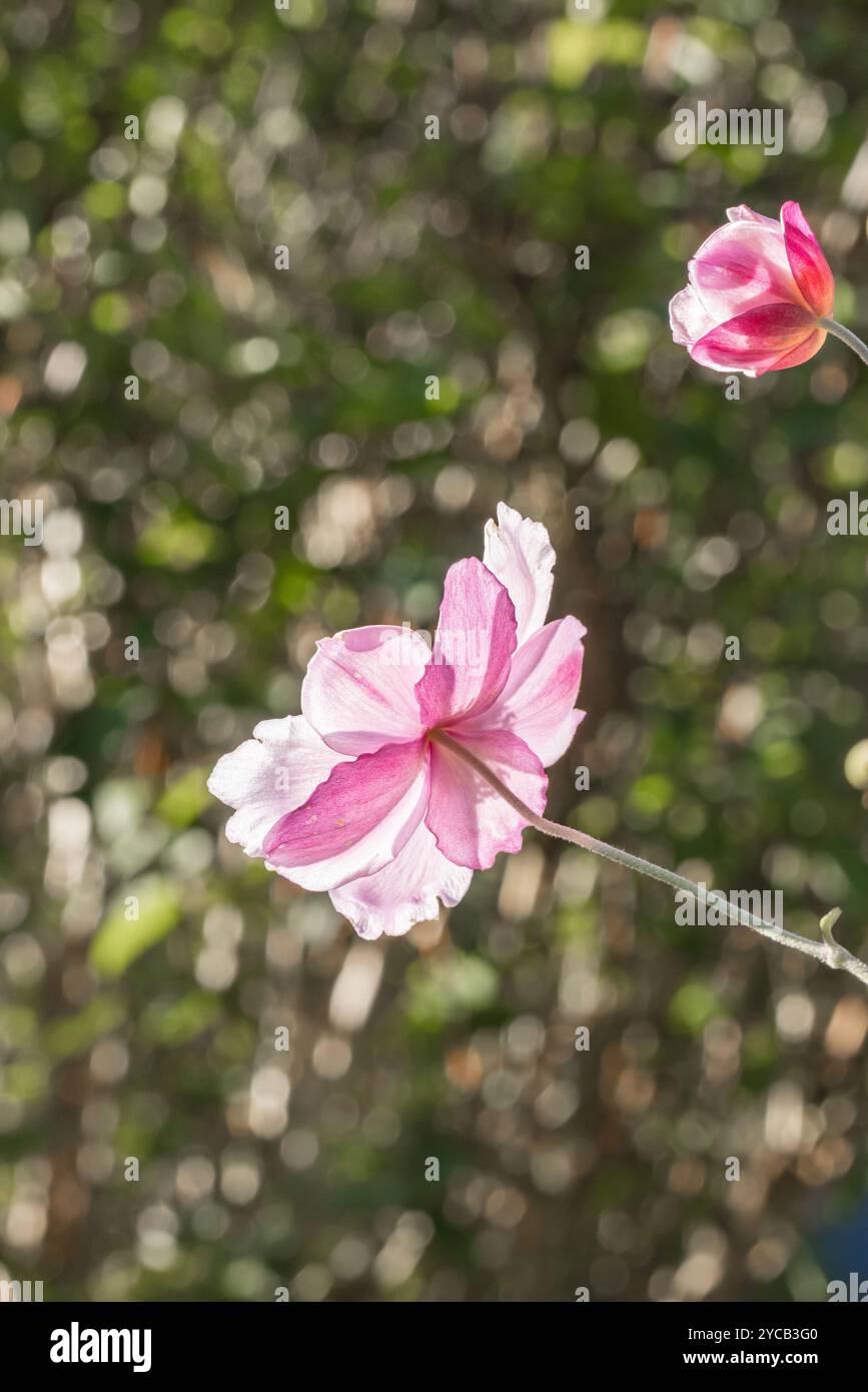 A view of the back of a japanese anemone flower with morning sun ...