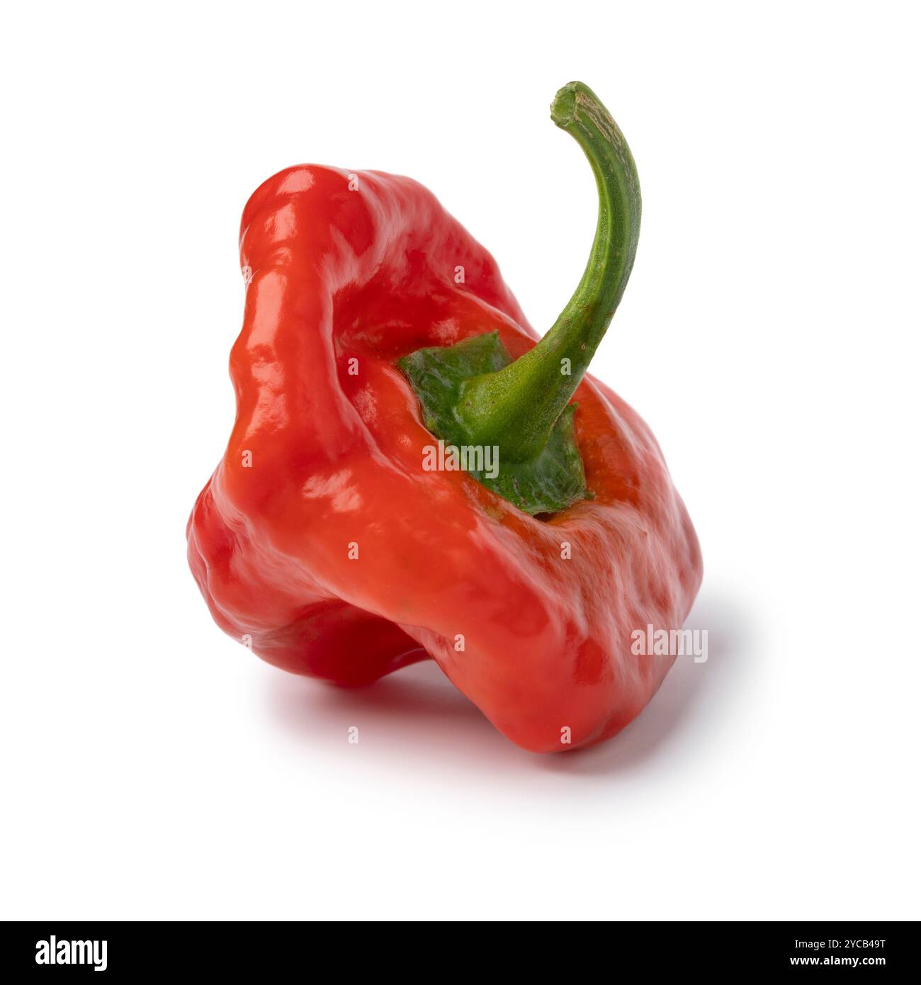 Single fresh raw red Scotch bonnet pepper close up isolated on white ...