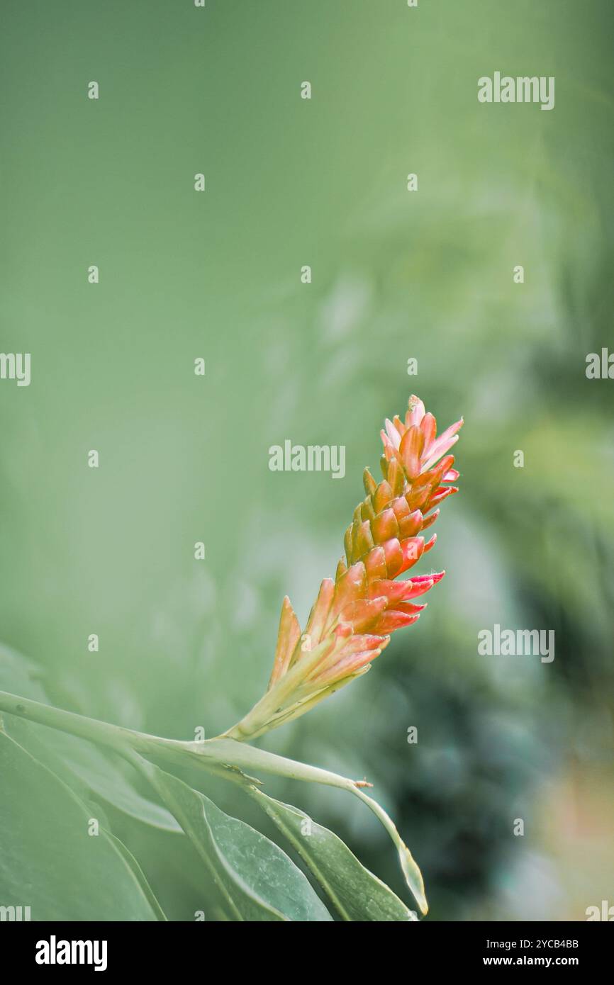 A close-up capture of a vibrant ginger flower (Zingiber officinale) as ...
