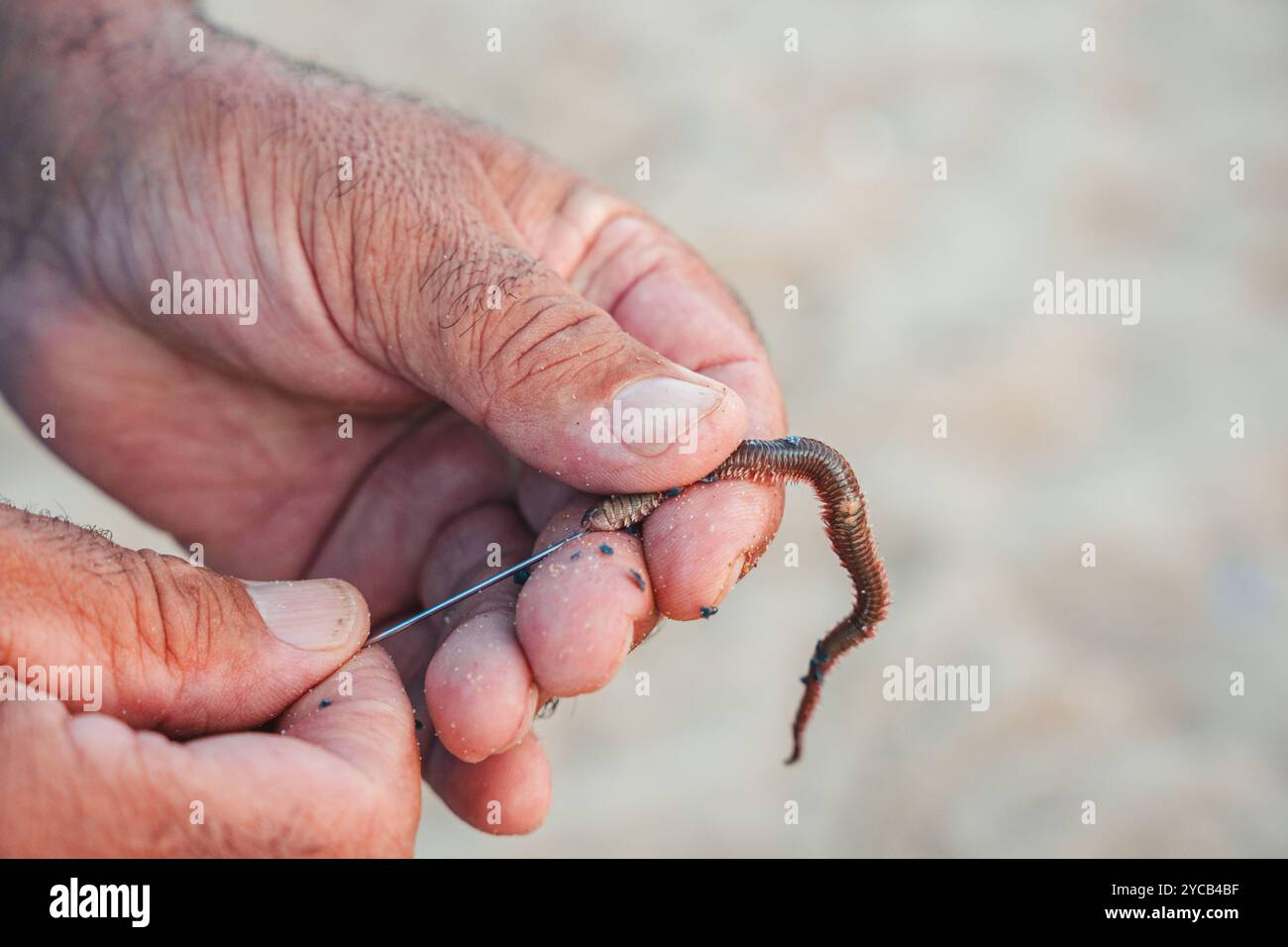 A detailed view of calloused, aged hands threading a worm onto a ...