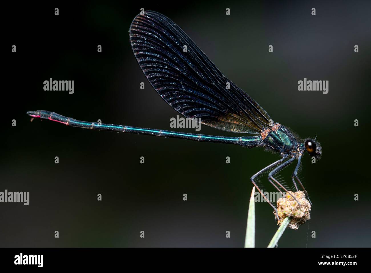 Detailed macro image shows a black-winged damselfly, Calopteryx ...