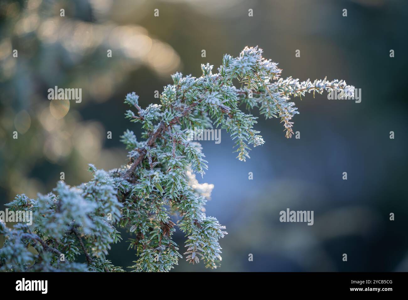 Frost covered juniper (Juniperus communis) branch against defocused ...