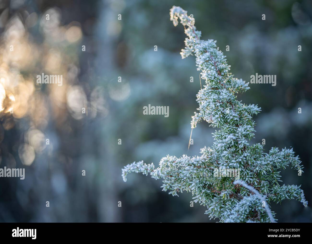Frost covered juniper (Juniperus communis) branch against defocused ...