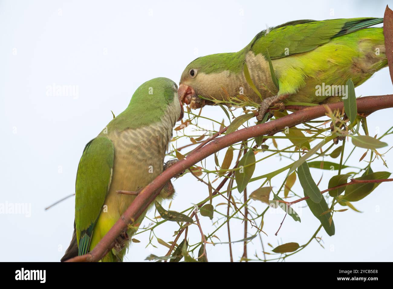 A captivating image showing two monk parakeets, Myiopsitta monachus ...