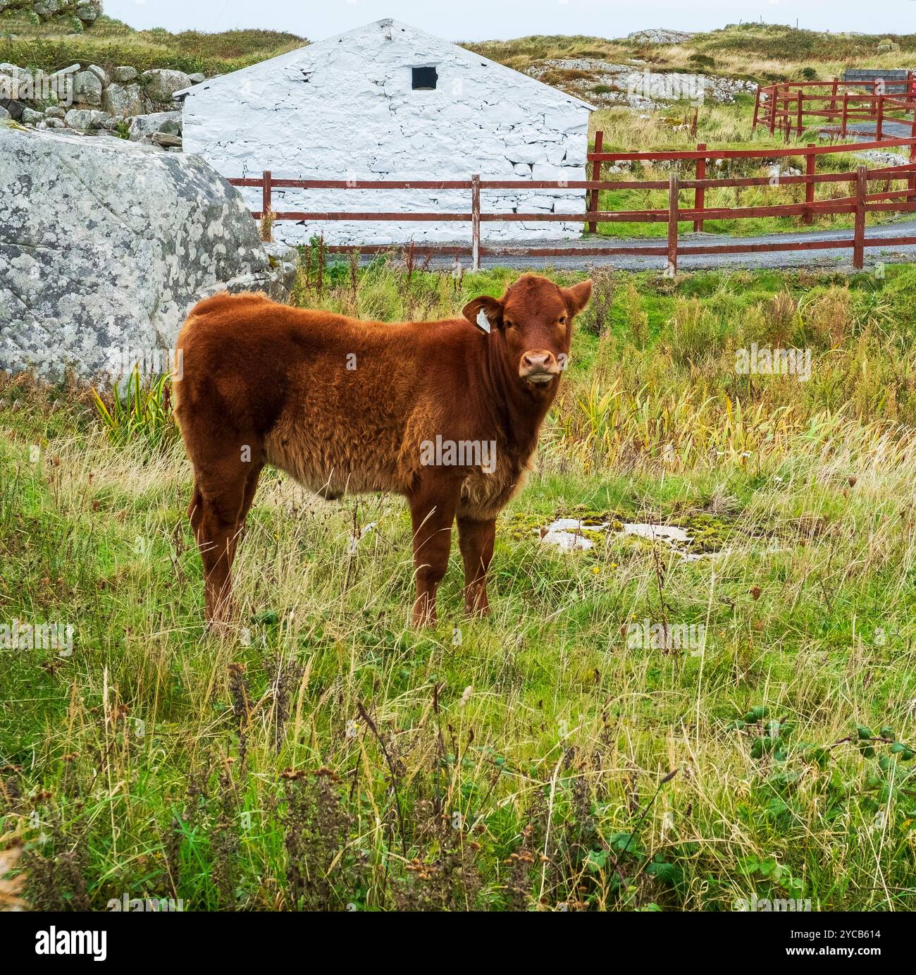 Cow bull ireland hi-res stock photography and images - Alamy