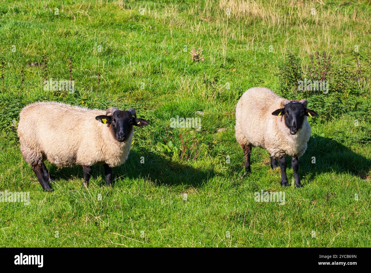 Black Faced Sheep, Connemara, Ireland Stock Photo - Alamy