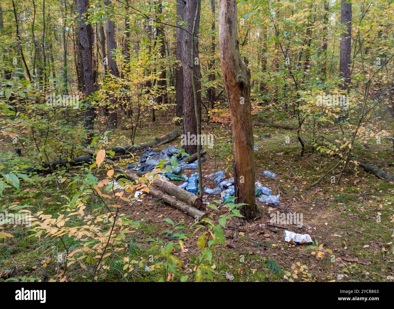 Plastic Waste Littering Forest Floor in Autumn Stock Photo - Alamy