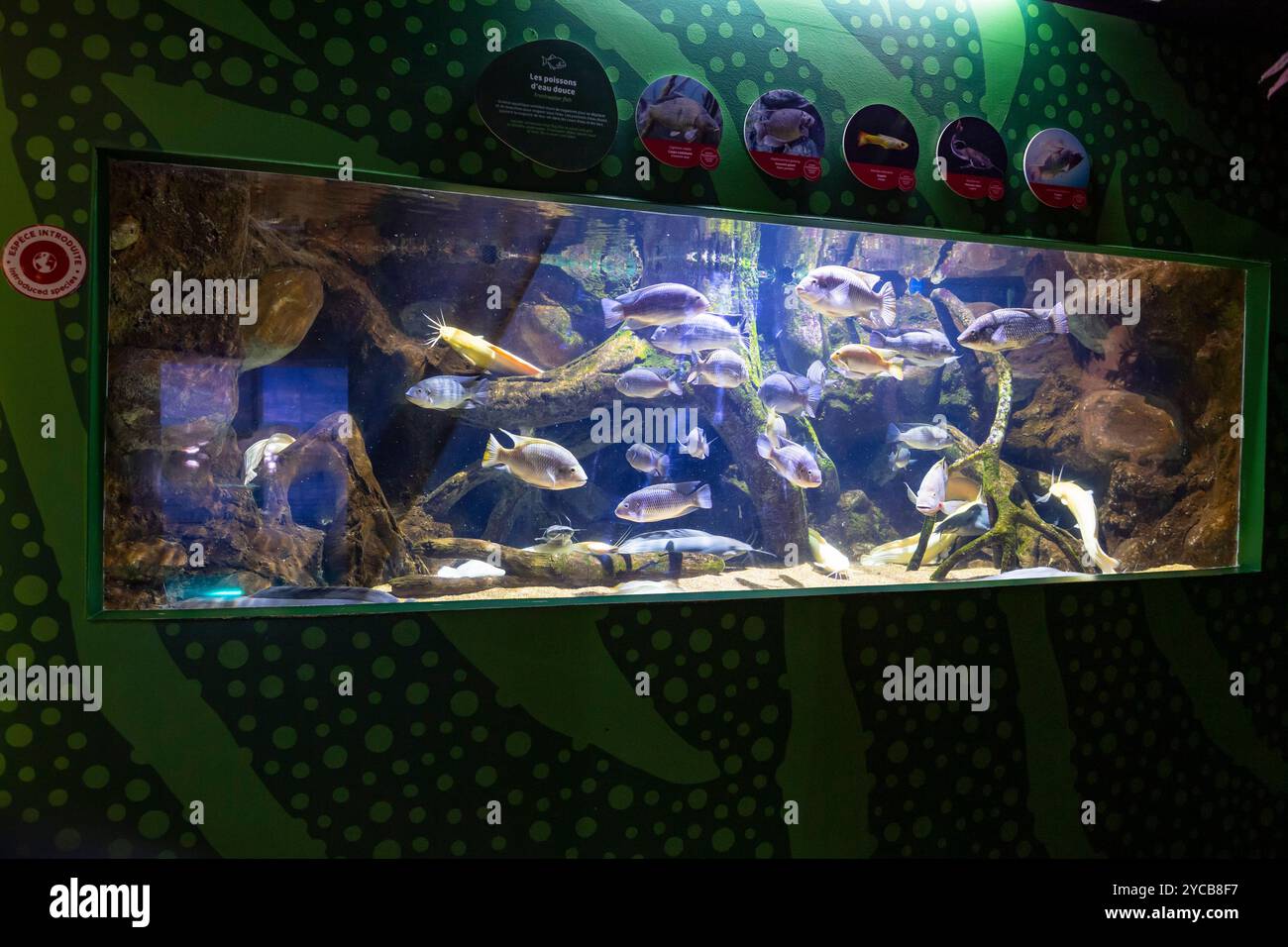 Exhibition room, aquarium, Odysseo Oceanarium Mauritius, show aquarium ...