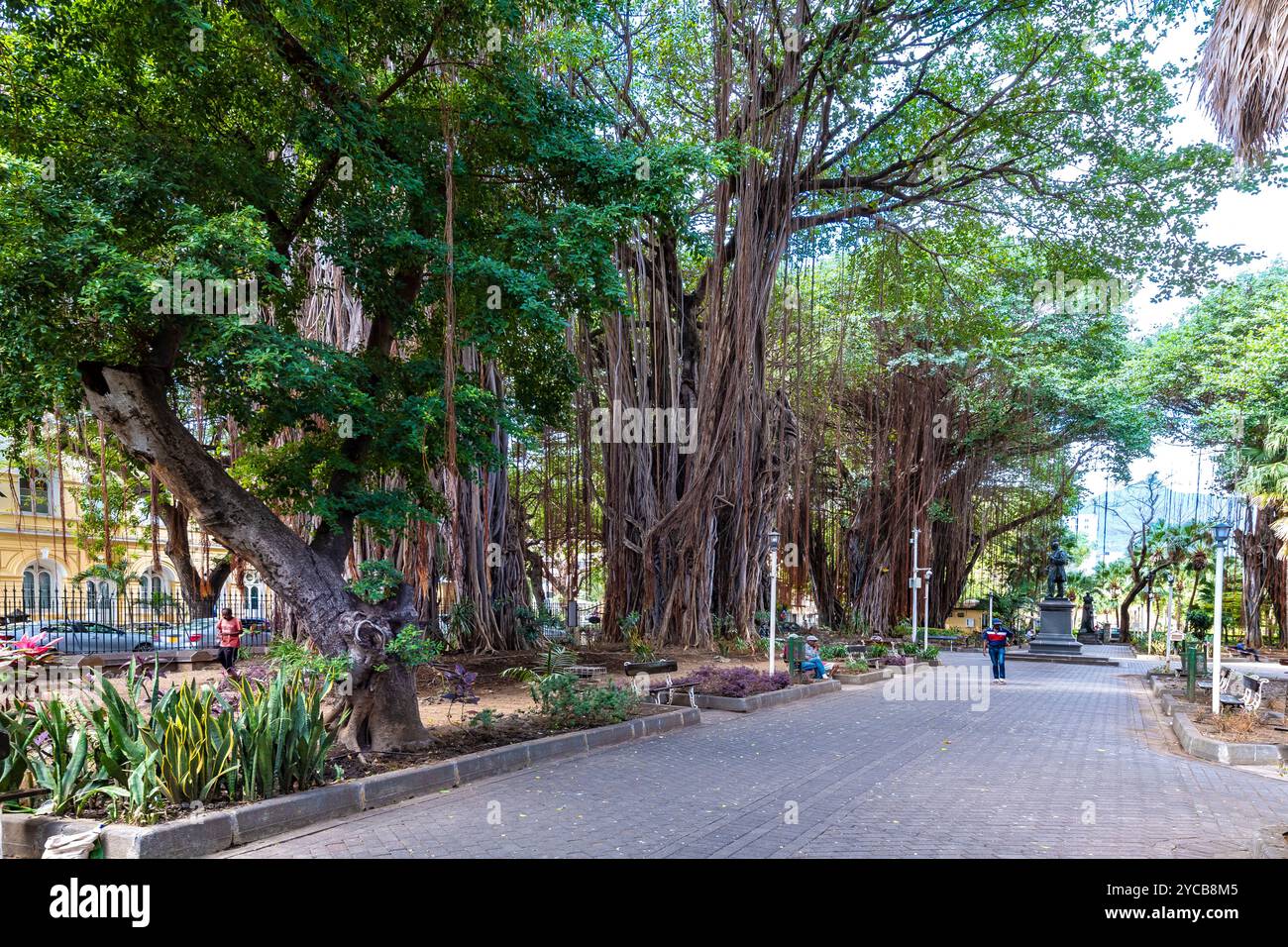 Park, garden, Les Jardin de la Compagnie, giant Bayan trees, Banyan ...