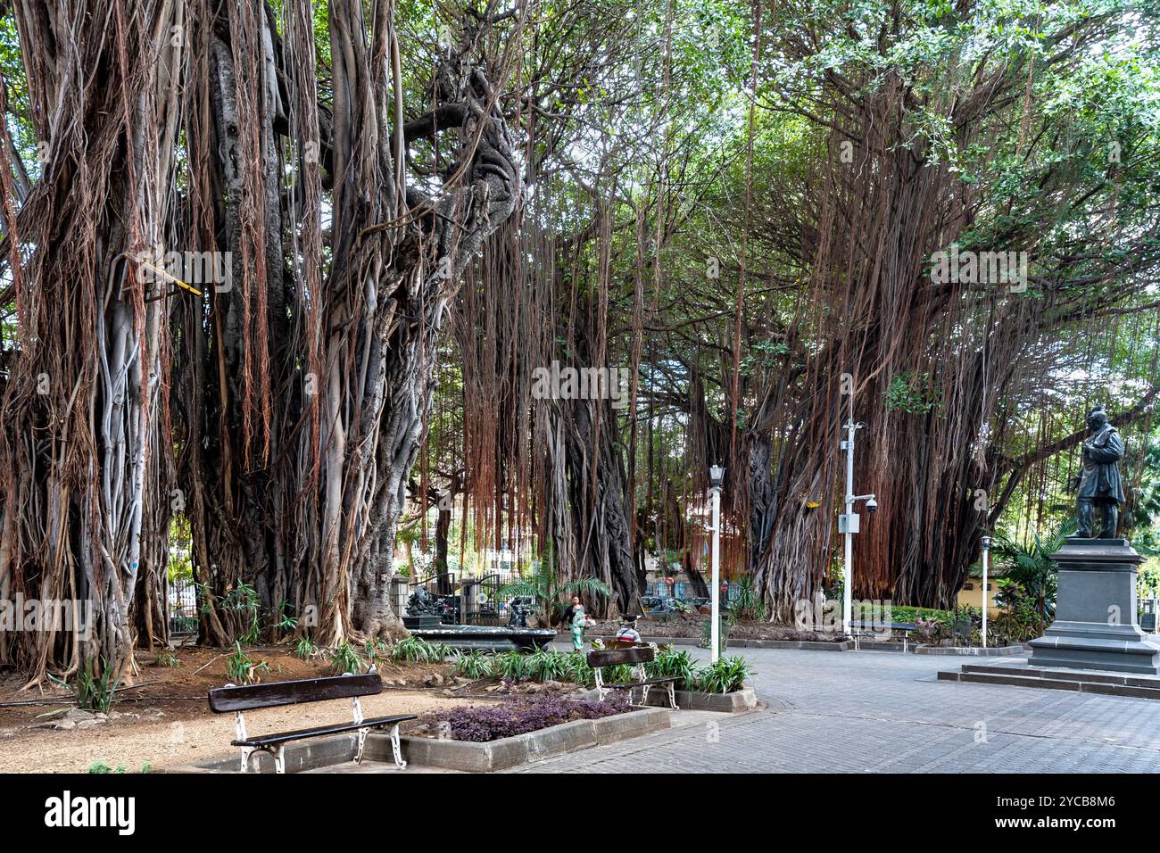 Park, garden, Les Jardin de la Compagnie, giant Bayan trees, Banyan ...
